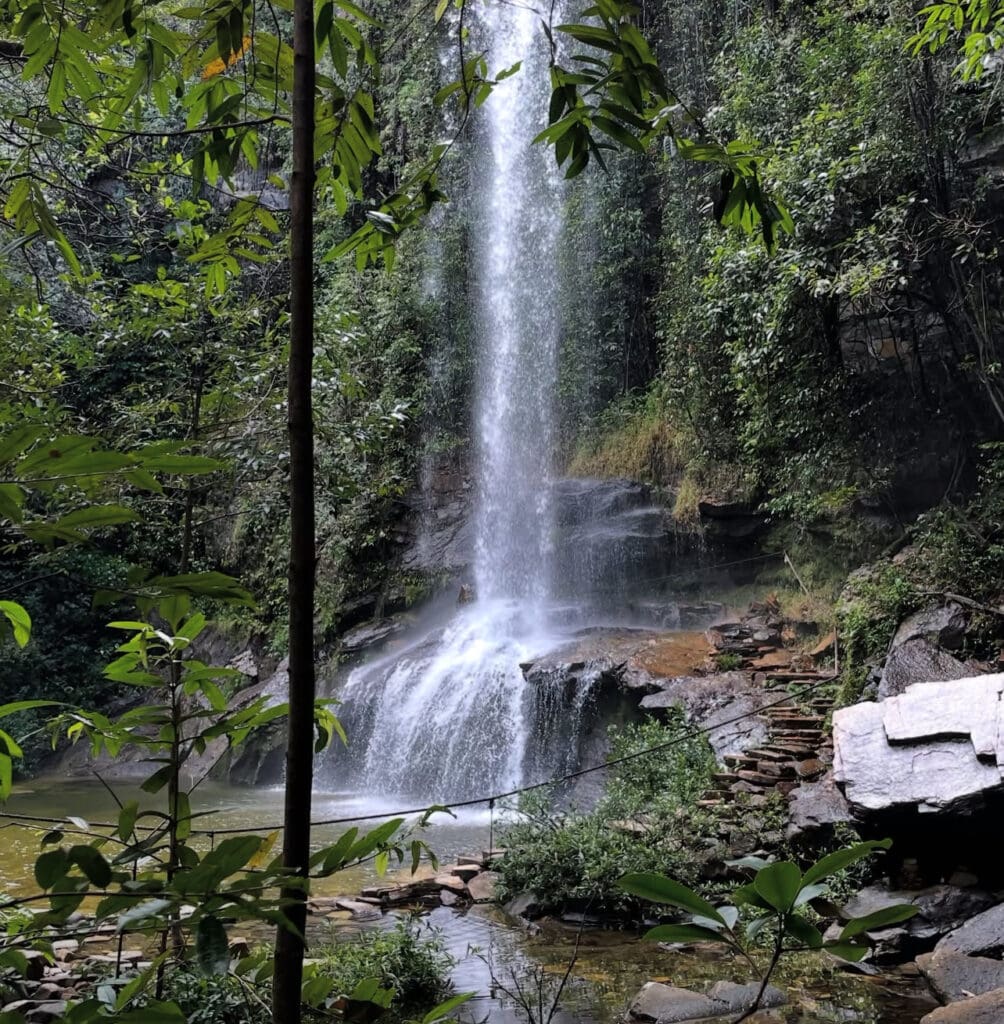 O sabor do Cerrado no seu prato: conheça a gueroba
